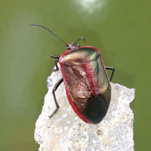 Shieldbug/Stinkbug | Project Noah