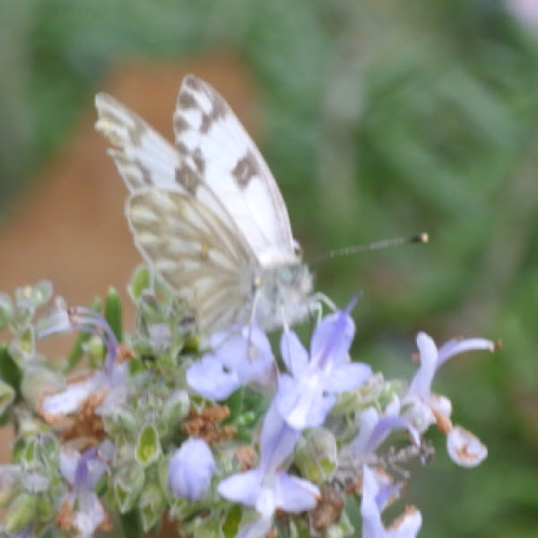 Checkered White | Project Noah