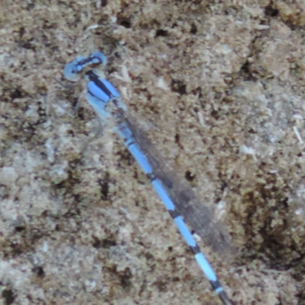 Aztec Dancer | Project Noah