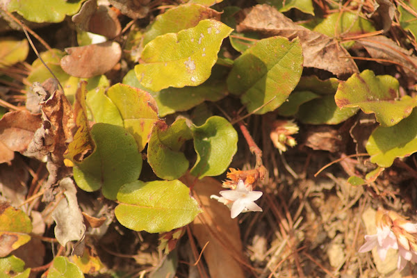 Trailing arbutus | Project Noah