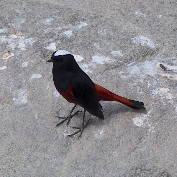 White-capped Redstart | Project Noah