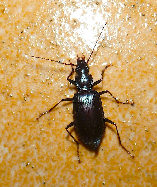 Ground Beetle | Project Noah