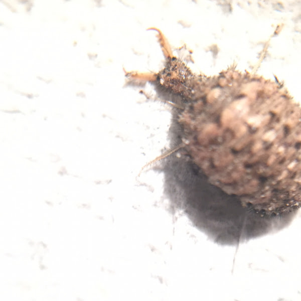 AntLion Larvae | Project Noah
