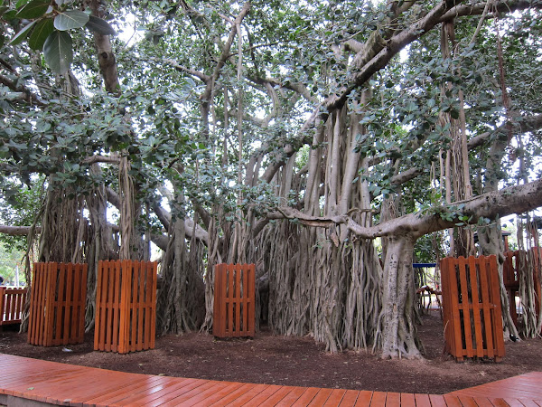Banyan Fig (aka Indian Banyan) | Project Noah
