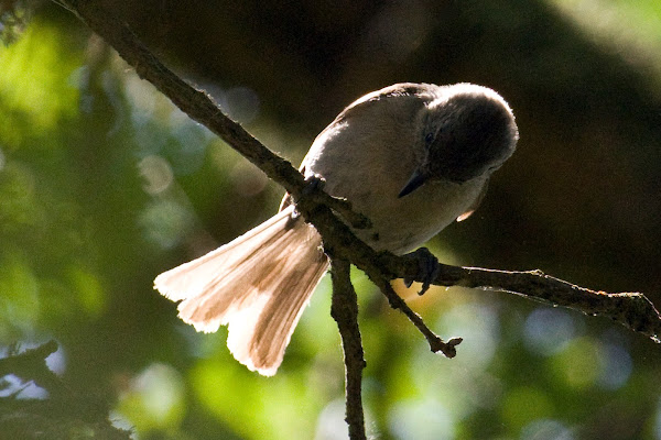 Oak Titmouse | Project Noah