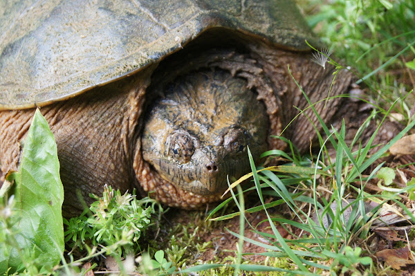 Snapping turtle | Project Noah