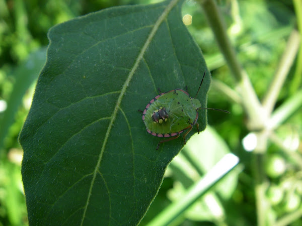 Green shield bug | Project Noah