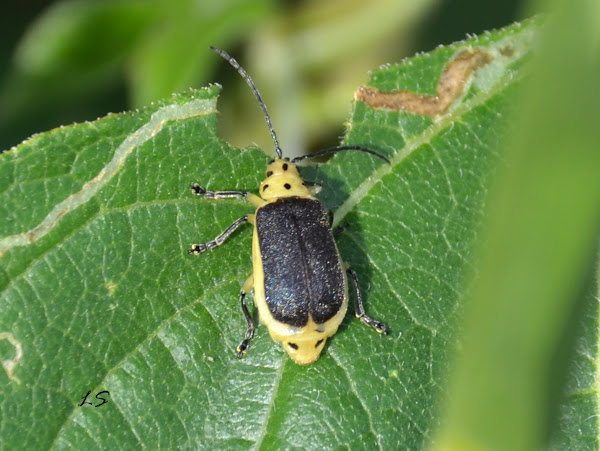 Skeletonizing Leaf Beetle | Project Noah