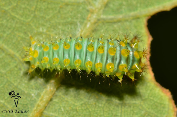 Polyphemus Caterpillar | Project Noah