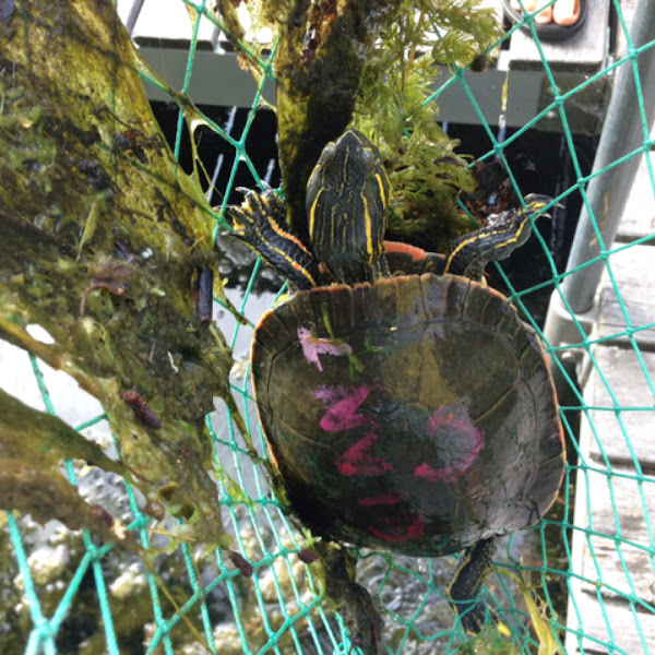 Painted Turtle | Project Noah