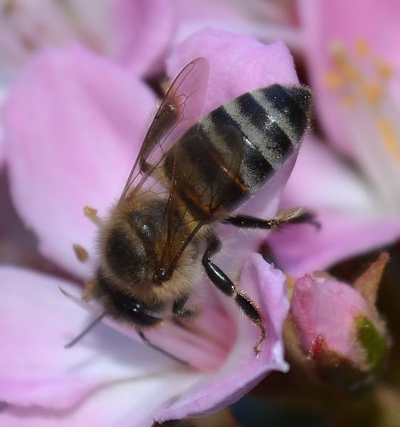African bee | Project Noah