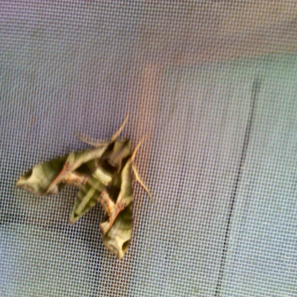 Pandora Sphinx | Project Noah