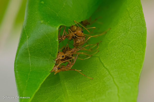 Weaver ants | Project Noah