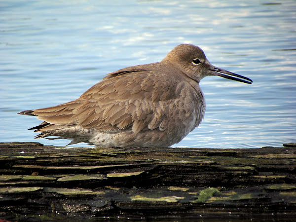 Willet (breeding) | Project Noah
