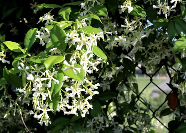 Star Jasmine | Project Noah
