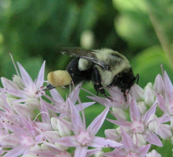 Common Eastern Bumble Bee | Project Noah