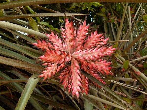 Bromeliad | Project Noah