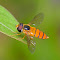 Hoverfly | Project Noah