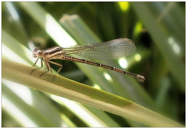 Damselfly | Project Noah