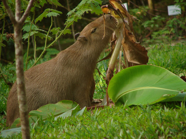 Capybara | Project Noah