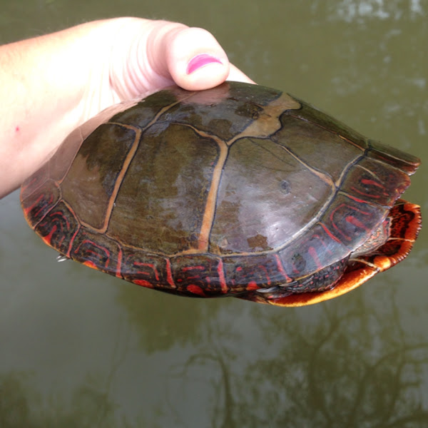 Painted turtle | Project Noah