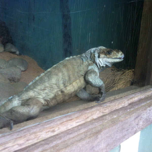 Iguana | Project Noah