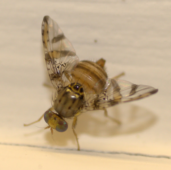 Natal Fruit Fly | Project Noah