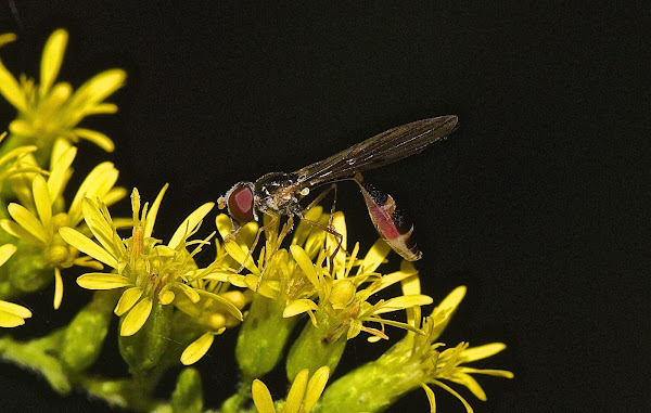 Hover fly | Project Noah