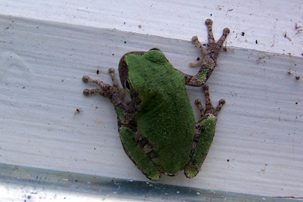 Cope's Grey Treefrog | Project Noah