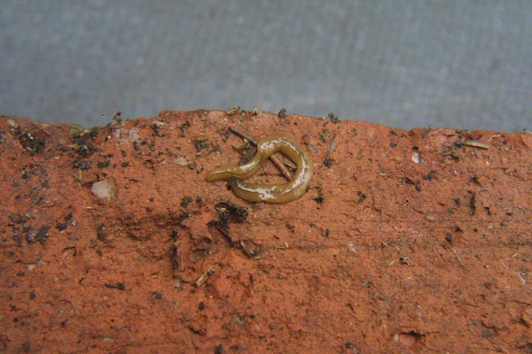 Terrestrial Flatworm | Project Noah