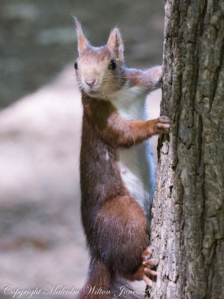 Red Squirrel | Project Noah