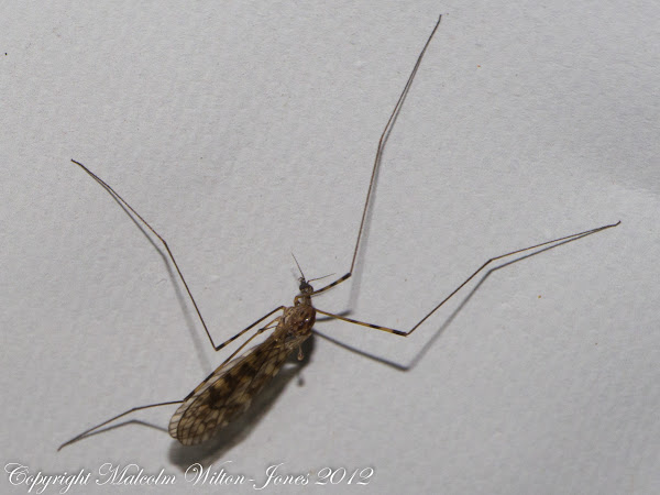 Crane-fly | Project Noah
