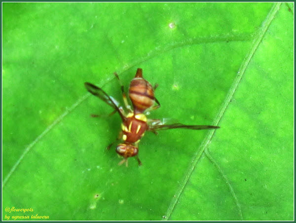Melon Fruit Fly | Project Noah