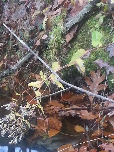 Frostweed Aster | Project Noah