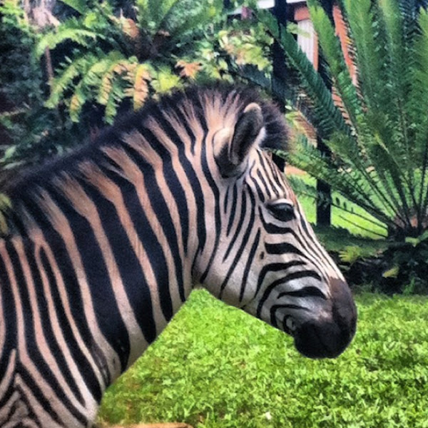 Plains Zebra | Project Noah