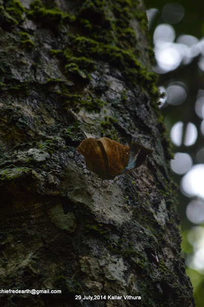 South Indian Blue Oakleaf | Project Noah
