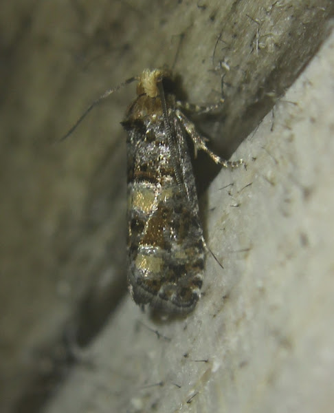 White Pine Cone Borer Moth | Project Noah