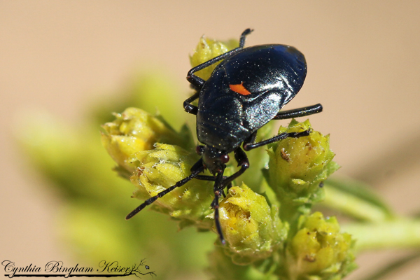 Bordered Plant Bug nymph | Project Noah