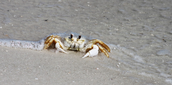 Ghost Crab | Project Noah