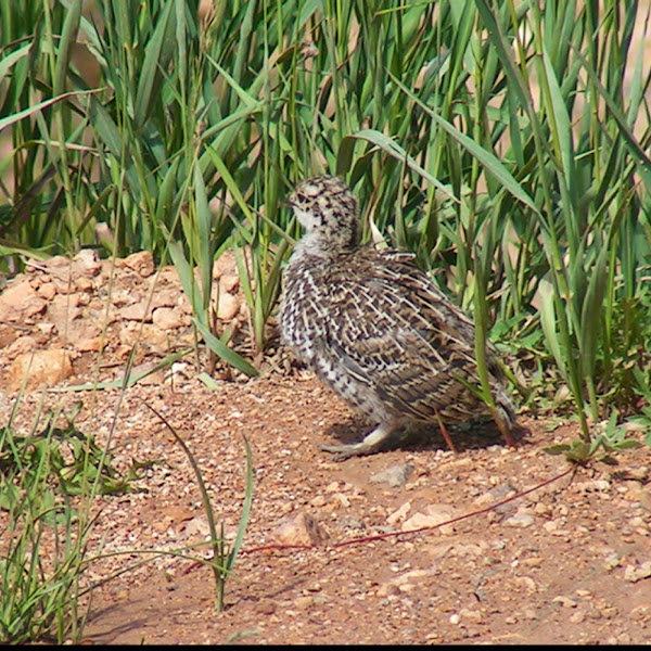 Dusky grouse | Project Noah