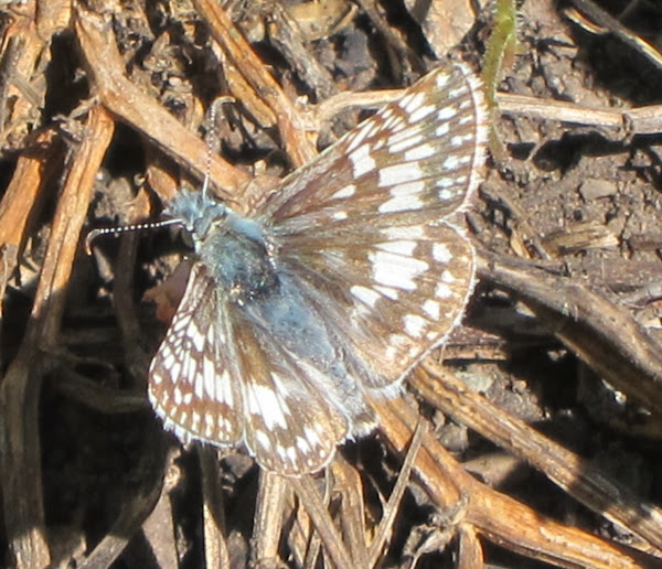 Common Checkered-Skipper | Project Noah