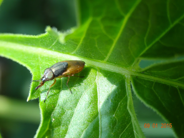 Weevil | Project Noah