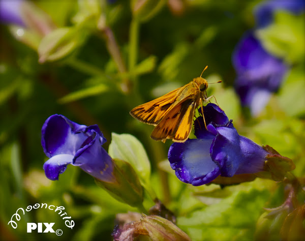 Fiery Skipper Butterfly | Project Noah