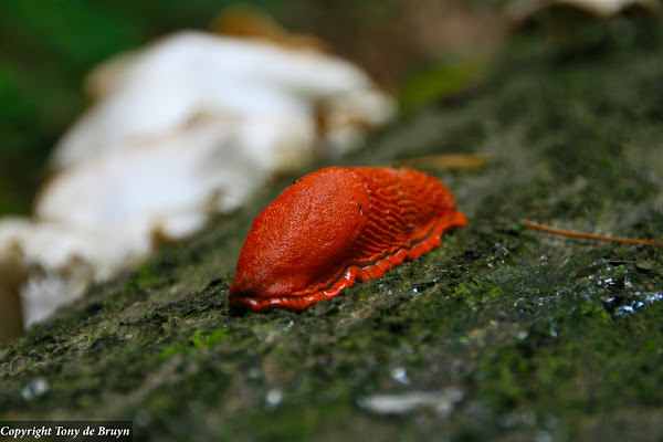 red slug | Project Noah