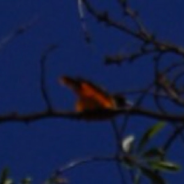 Baltimore Oriole | Project Noah