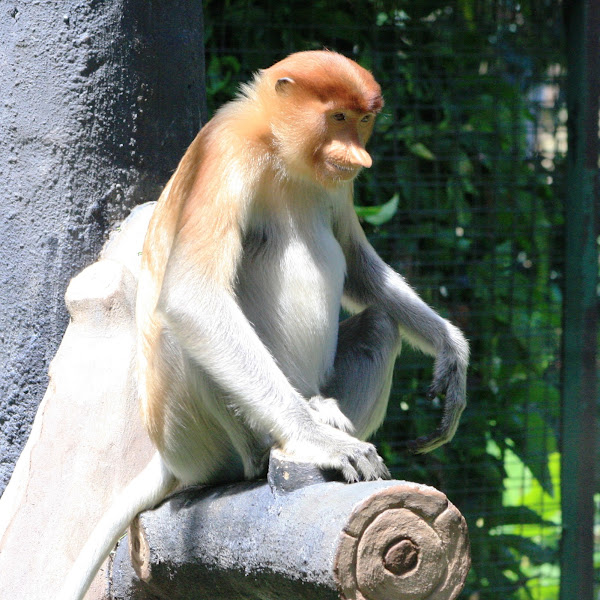 Proboscis Monkey | Project Noah