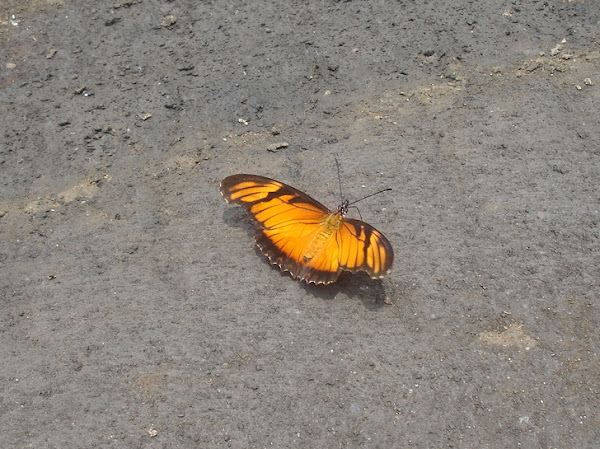 Juno longwing | Project Noah