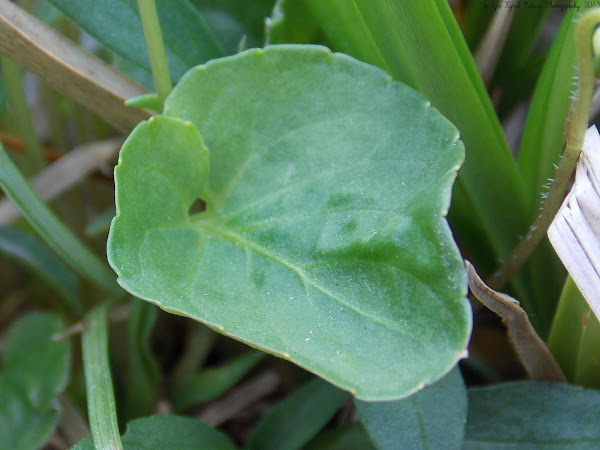 Sweet White Violet | Project Noah