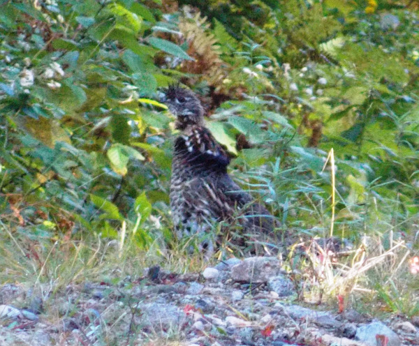 Ruffed Grouse | Project Noah