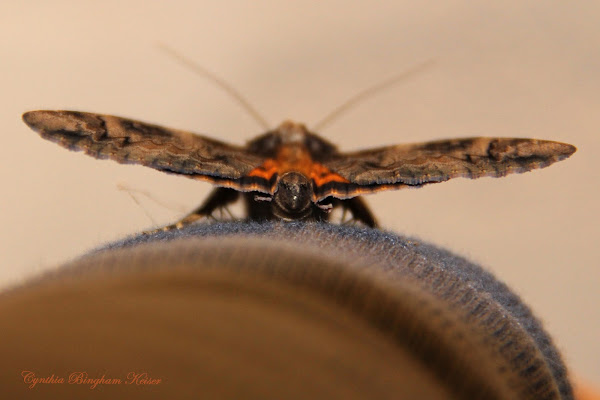 Penitent Underwing | Project Noah